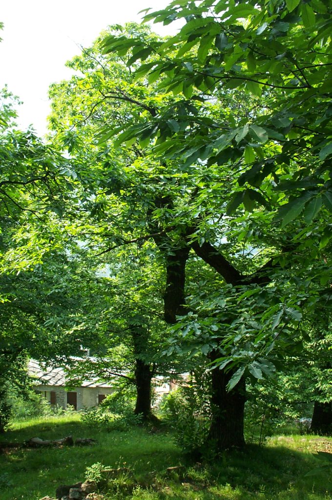 Boschi di castagni e castanicoltura – Agriturismo Costalourens
